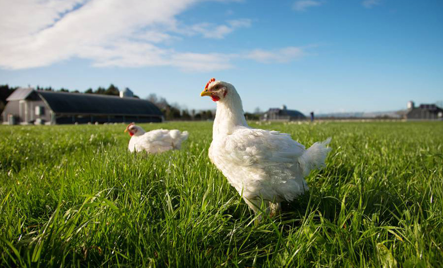 Sourcing | ButcherCrowd