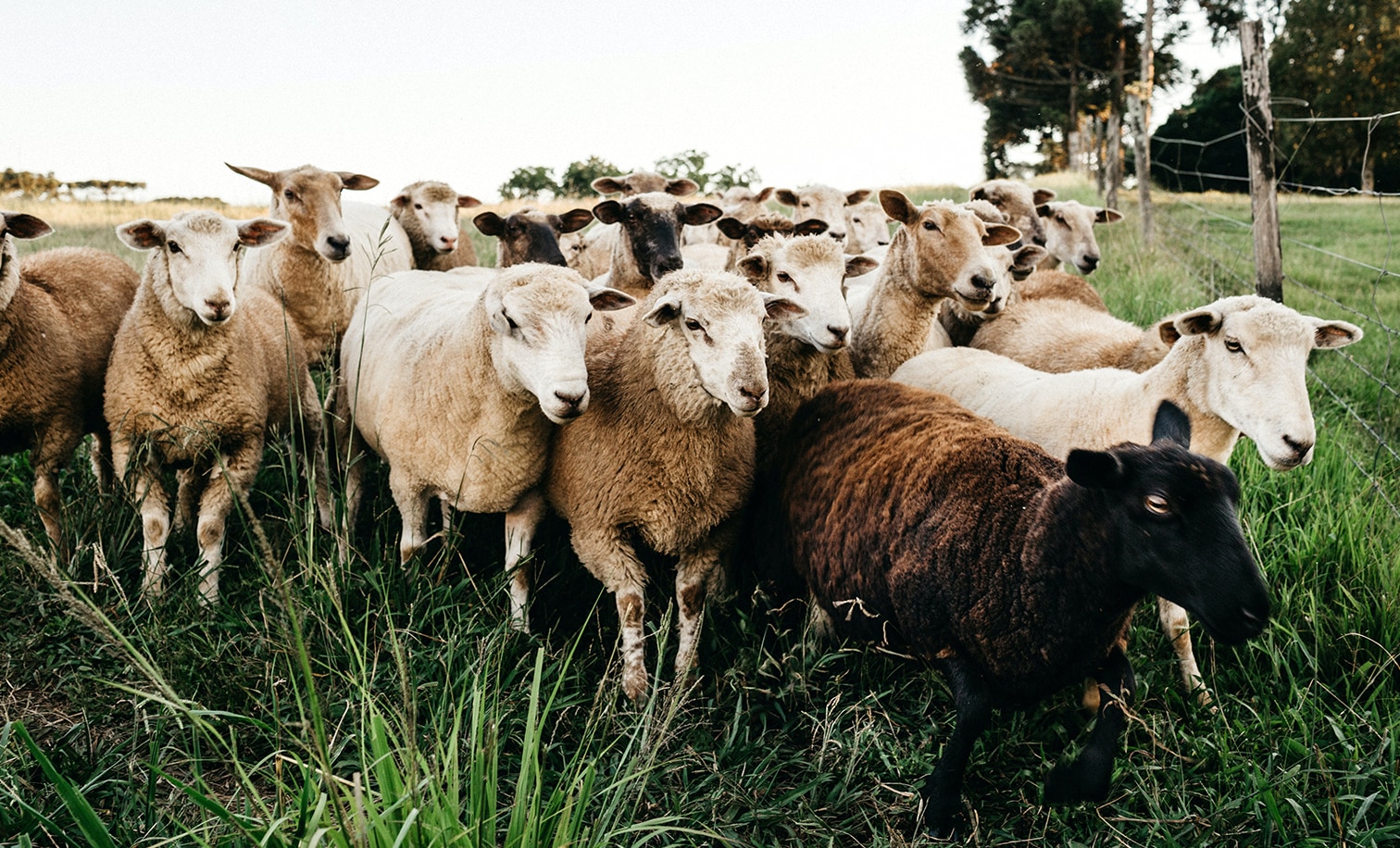 Sourcing | ButcherCrowd