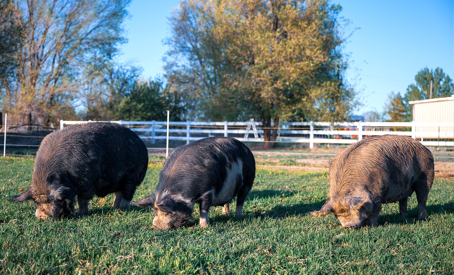 Sourcing | ButcherCrowd